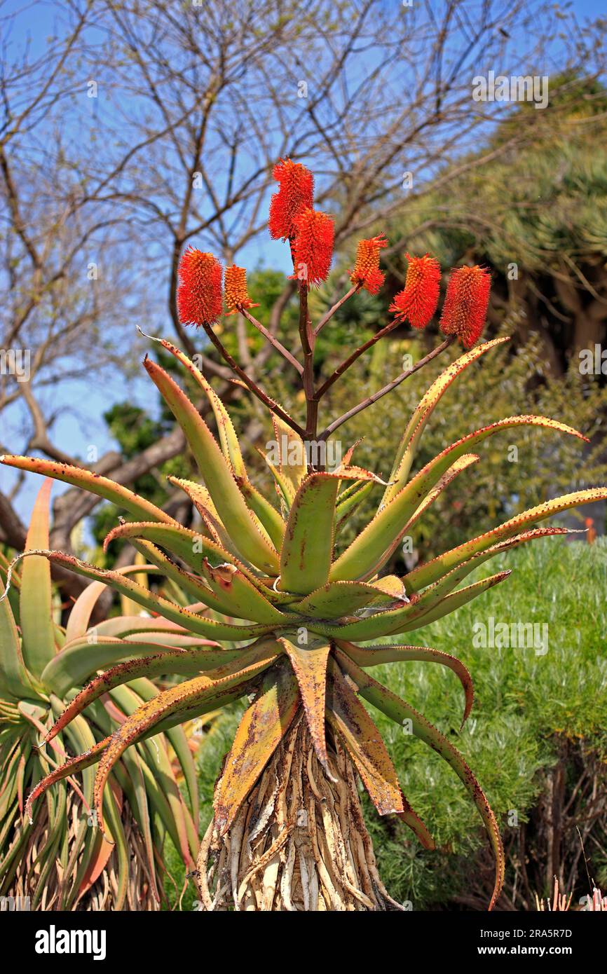 Aloe dawei hi-res stock photography and images - Alamy