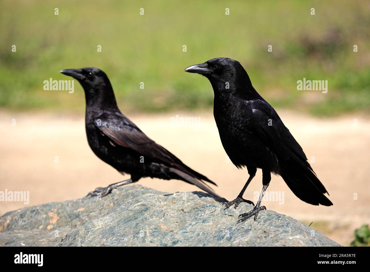 American american crow (Corvus brachyrhynchos), California, USA Stock ...