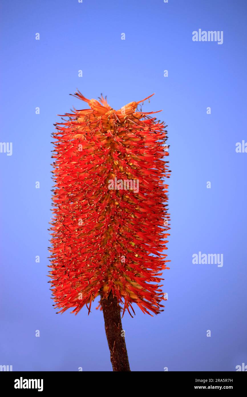 Aloe dawei hi-res stock photography and images - Alamy
