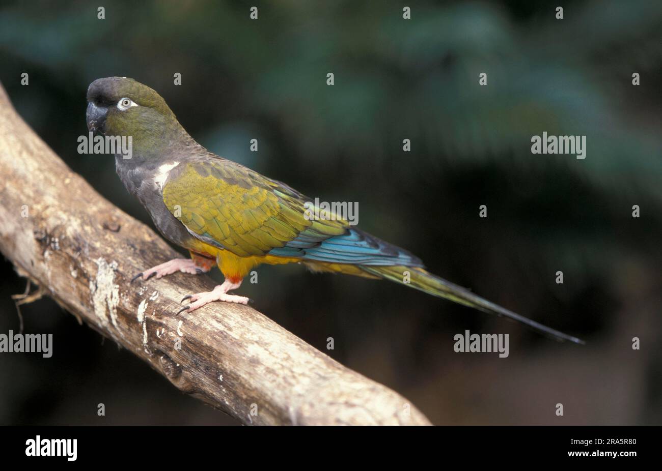 Burrowing parrot (Cyanoliseus patagonus), lateral Stock Photo - Alamy