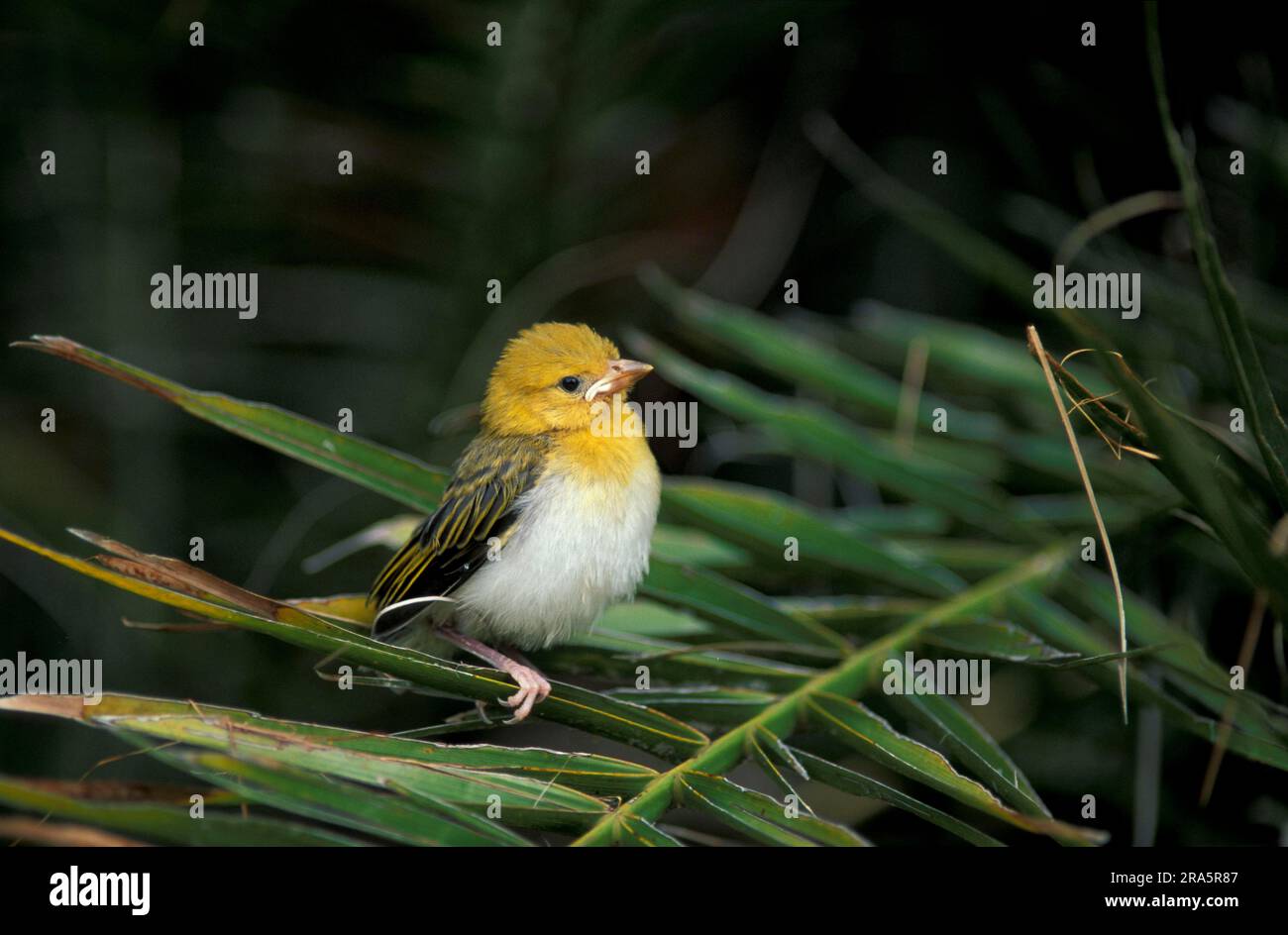 Masked weaver young hi-res stock photography and images - Alamy