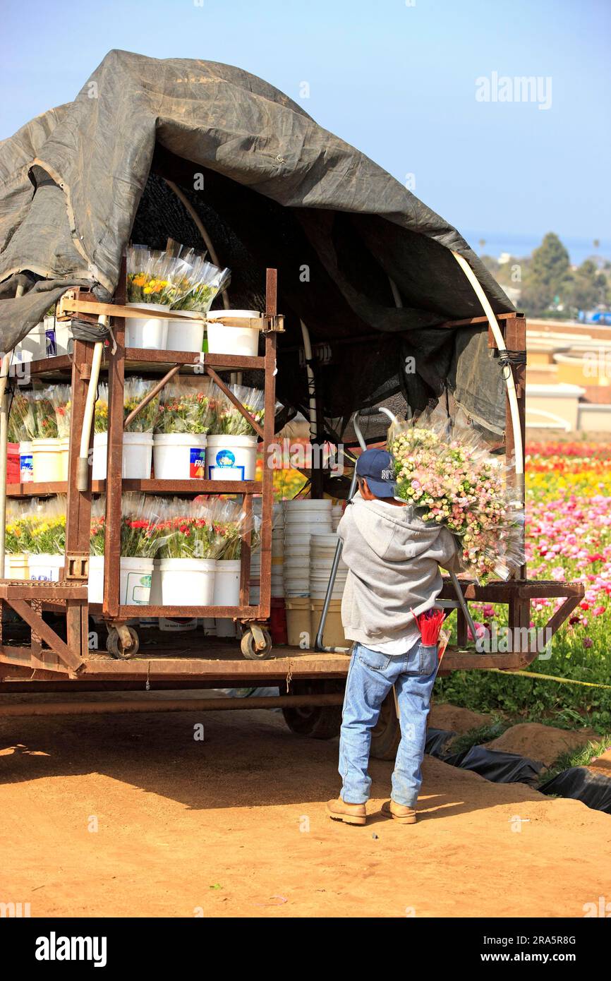 Man loading flowers onto truck, California, USA Stock Photo - Alamy