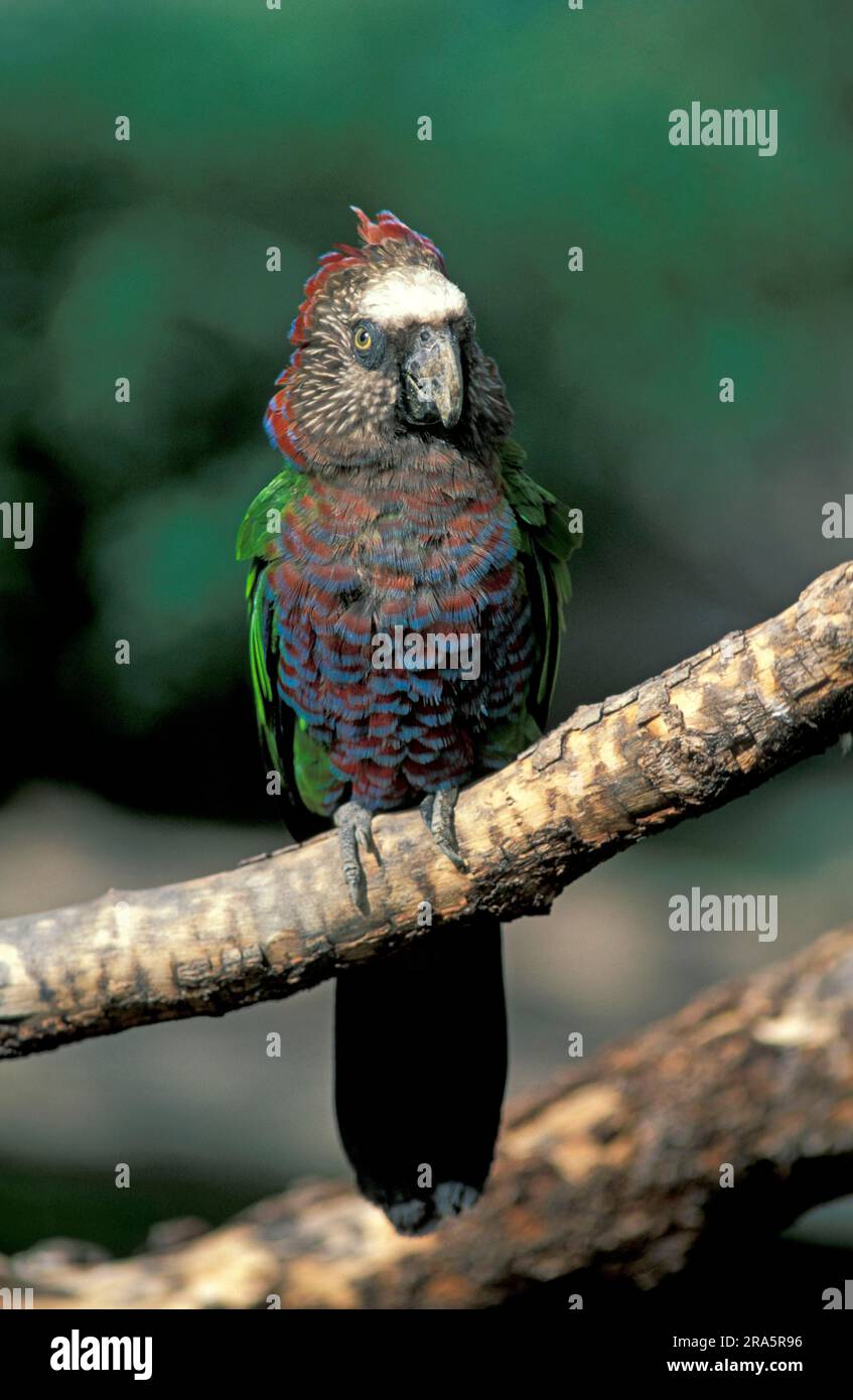 Hawk headed parrot hi-res stock photography and images - Alamy