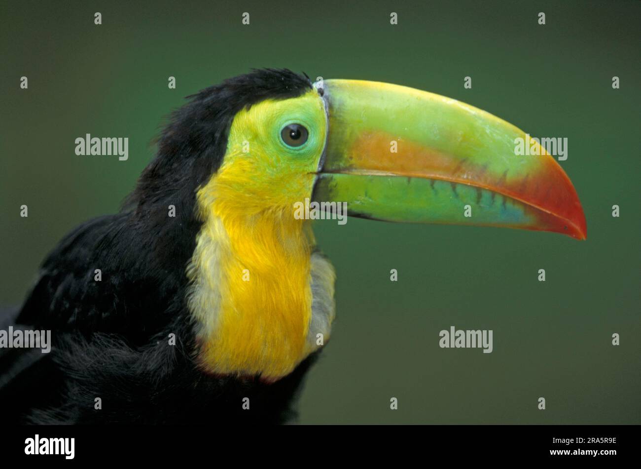 Keel billed toucan ramphastos sulfuratus adult hi-res stock photography ...