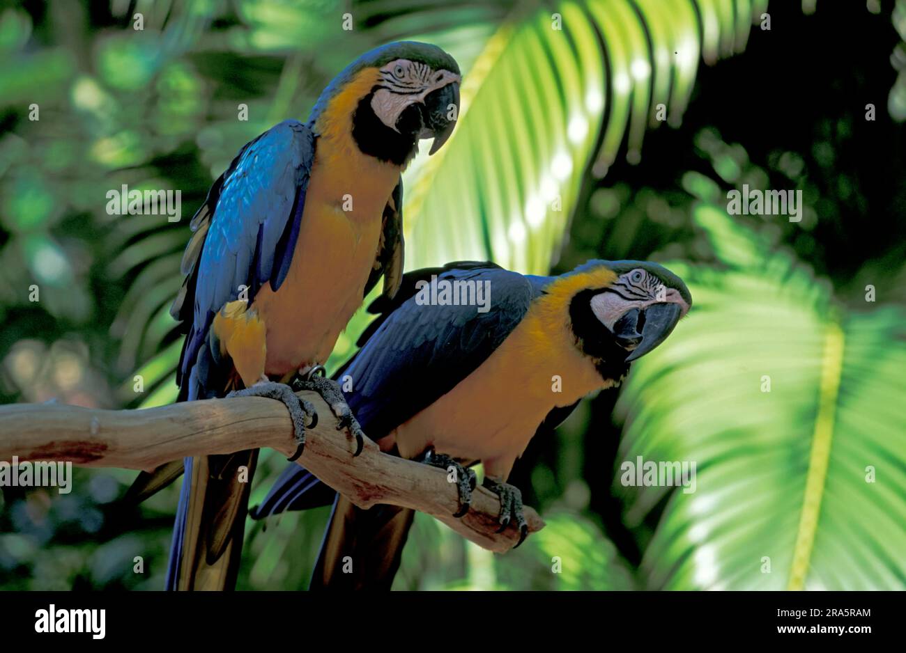Blue-and-Yellow Macaws, pair, Blue-and-Gold Macaw (Ara ararauna Stock Photo - Alamy