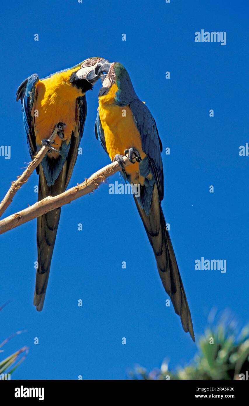 Blue-and-Yellow Macaws, pair, Blue-and-Gold Macaw (Ara ararauna Stock Photo - Alamy