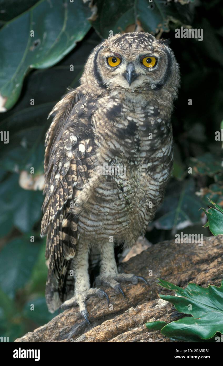 Spotted eagle-owl (Bubo africanus), South Africa Stock Photo - Alamy