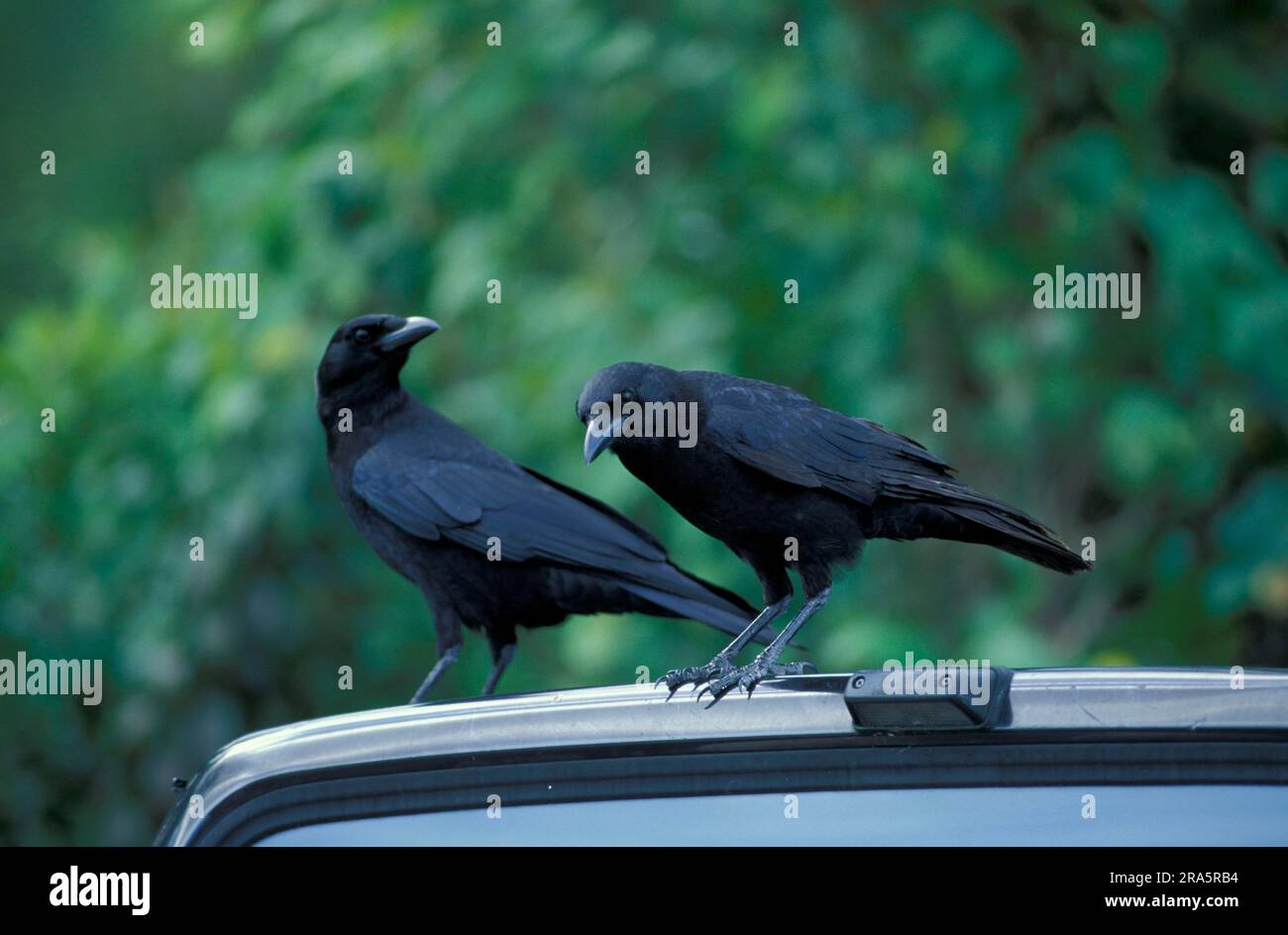 Fish crows (Corvus ossifragus), Florida, Fish crow, Crow, USA Stock ...