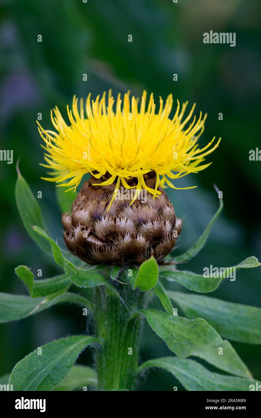 Giant flowering knapweed, yellow giant knapweed (Centaurea macrocephala ...