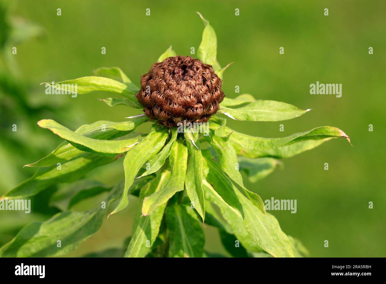 Giant flowering knapweed, yellow giant knapweed (Centaurea macrocephala ...