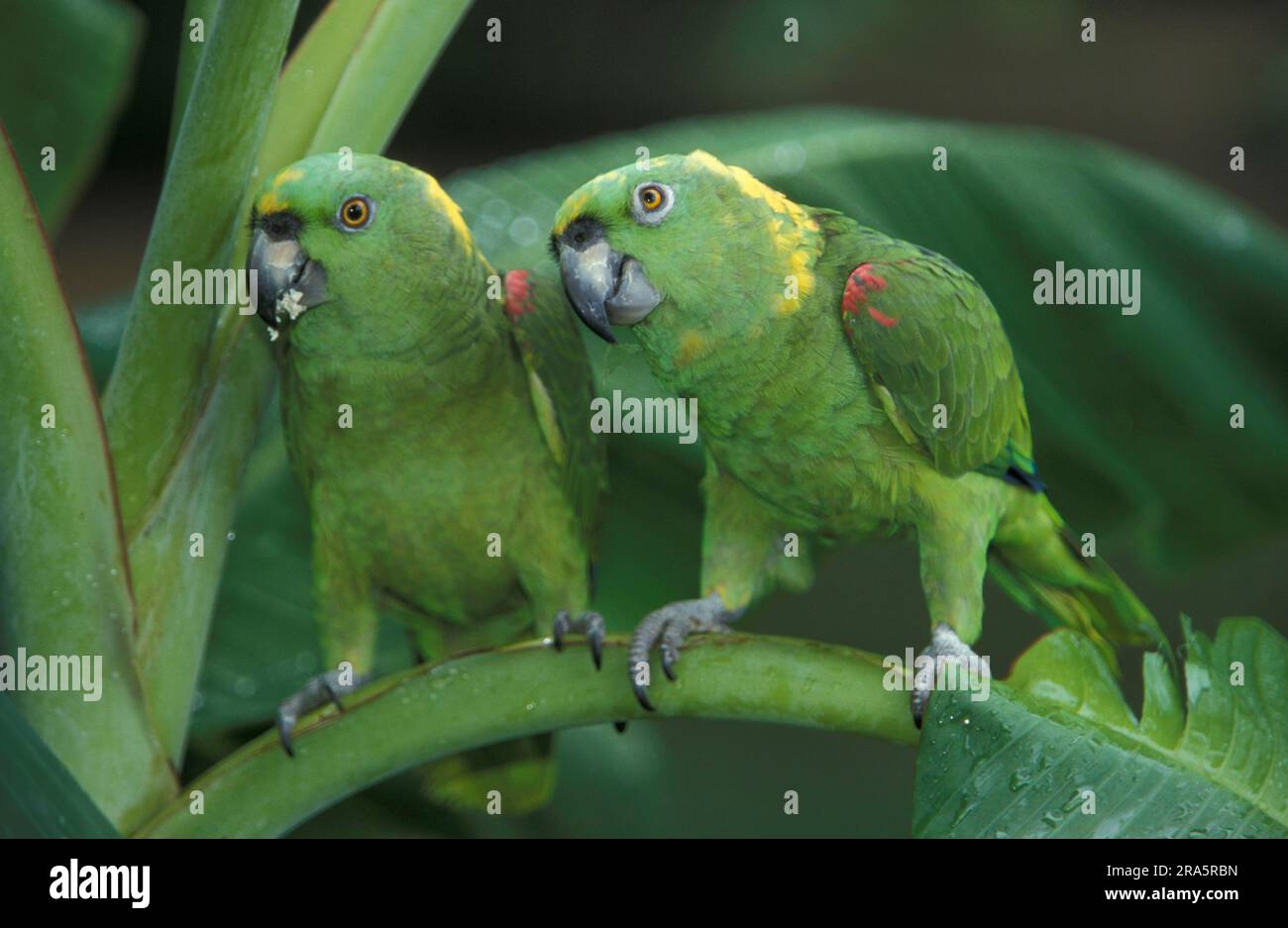 Yellow-naped Amazon, pair (Amazona ochrocephala auropalliata), Honduras ...