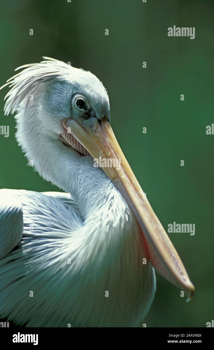 Grey spot-billed pelican (Pelecanus philippensis Stock Photo - Alamy