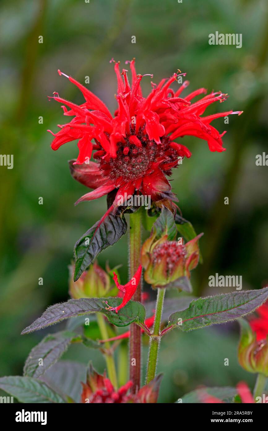Bee balm hybrid (Monarda didyma), Monarda Stock Photo - Alamy