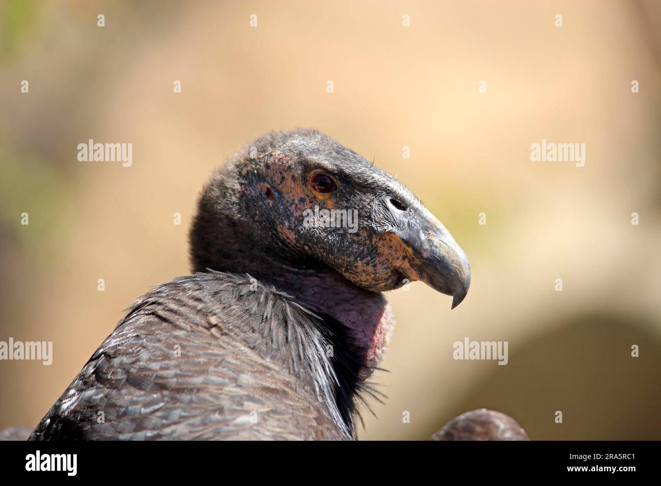 Condor californian condor hi-res stock photography and images - Alamy