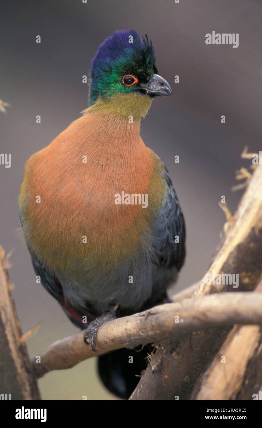 Purple crested turaco hi-res stock photography and images - Alamy