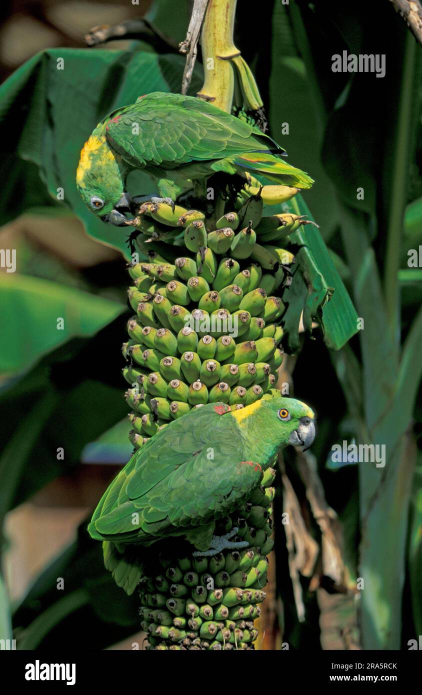 Yellow-naped Amazon, pair on bananas (Amazona ochrocephala auropalliata ...