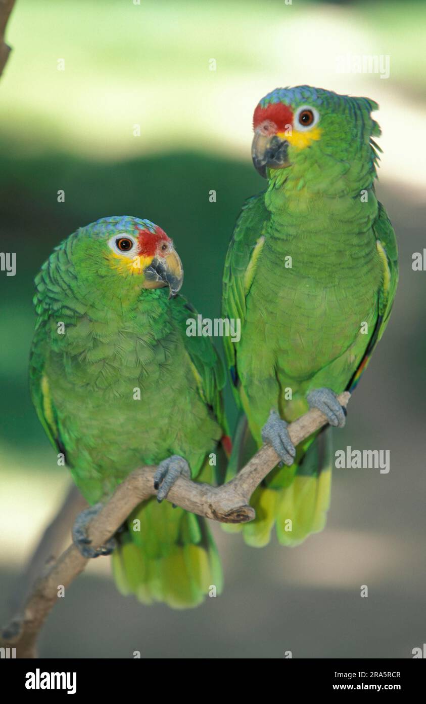 Red-faced Amazon, pair, red-lored amazon (Amazona autumnalis), Honduras ...