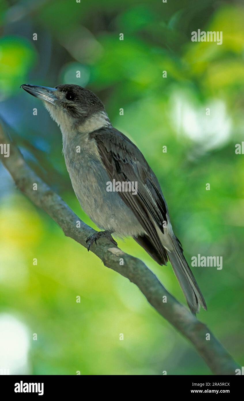Cracticus torquatus hi-res stock photography and images - Alamy