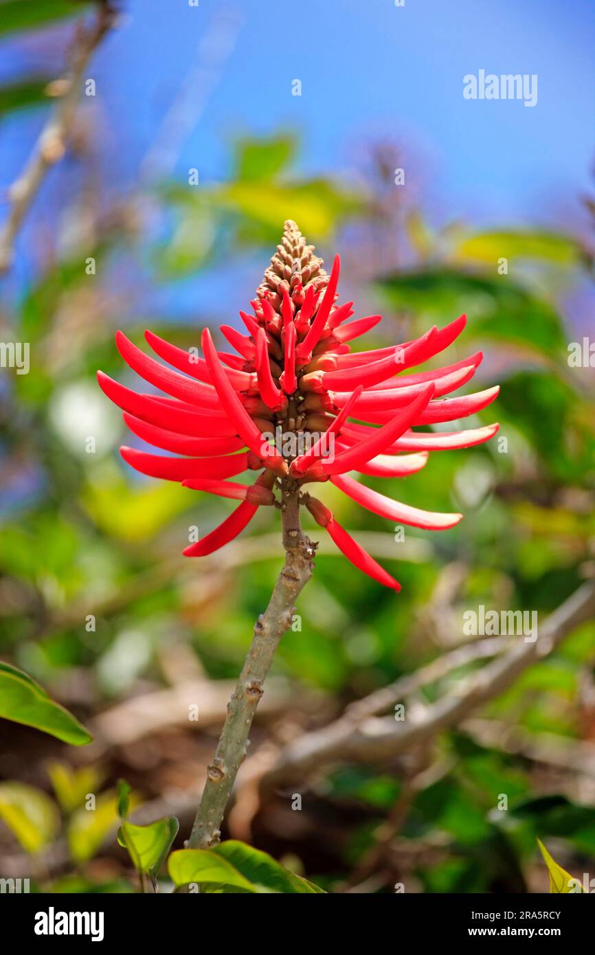 Coral bean (Erythrina herbacea), coral bean, USA Stock Photo - Alamy