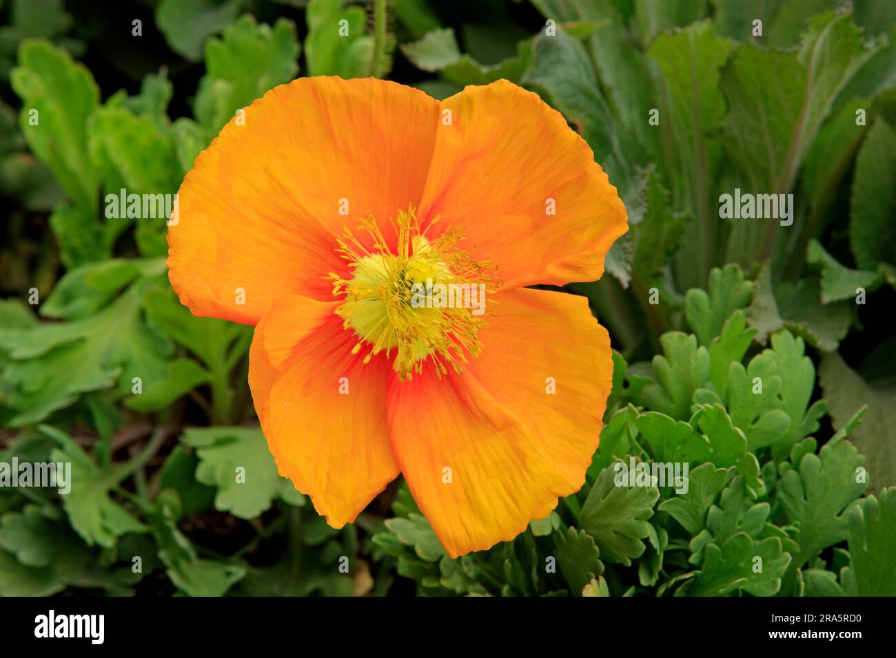 Iceland poppy (Papaver nudicaule Stock Photo - Alamy