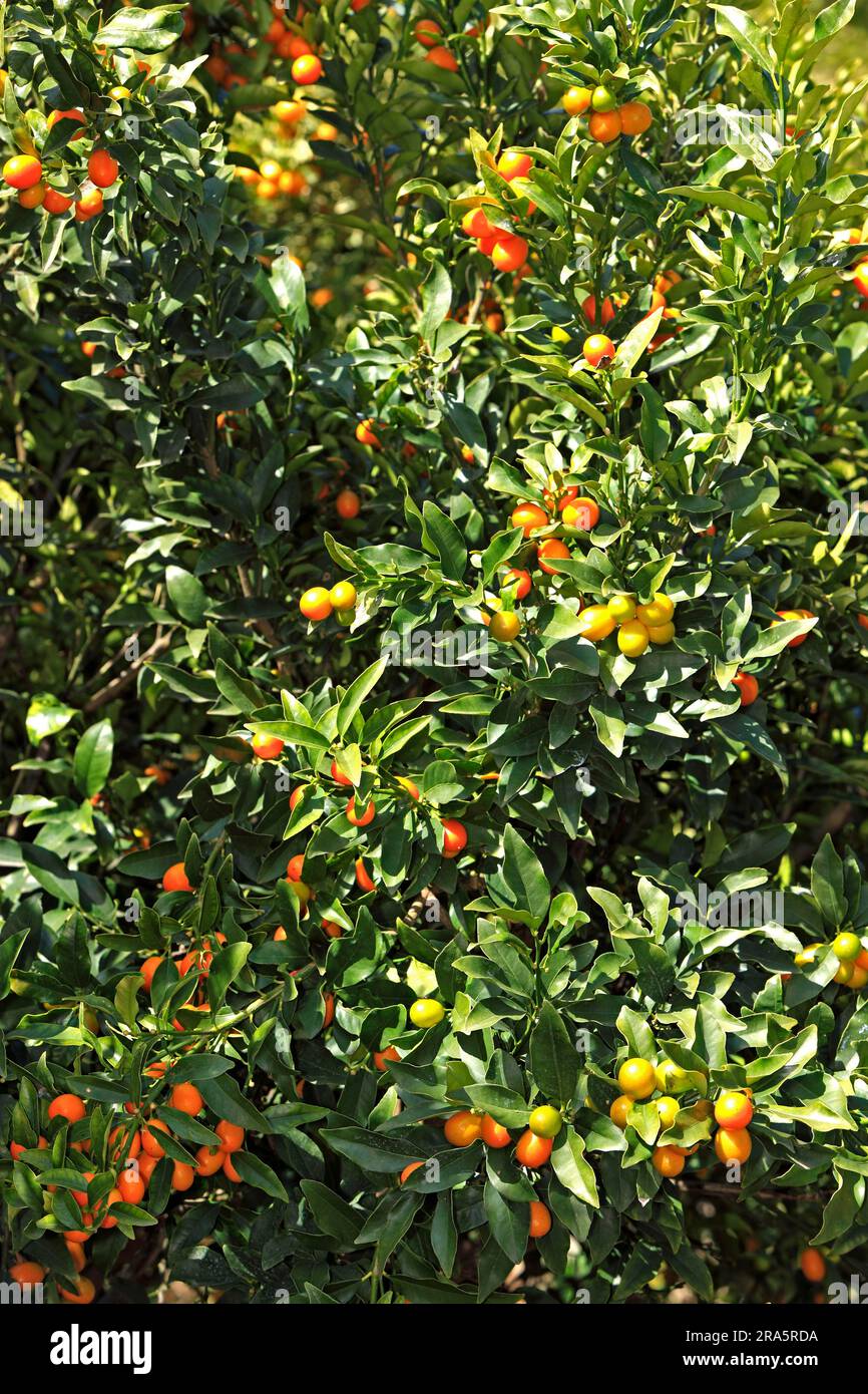 Polyandra hi-res stock photography and images - Alamy