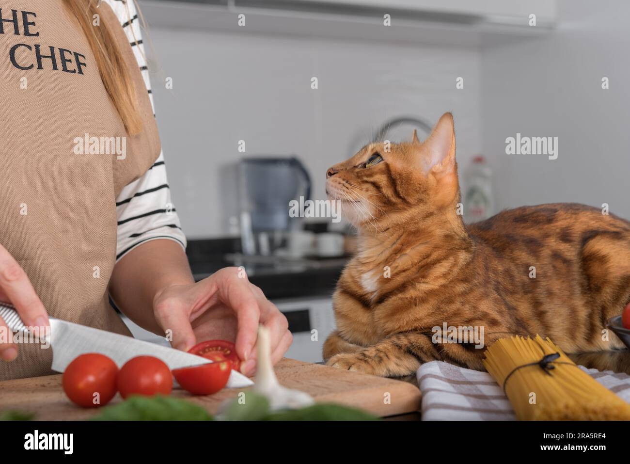 The cat and her owner prepare pasta with cherry tomatoes and basil. The ...