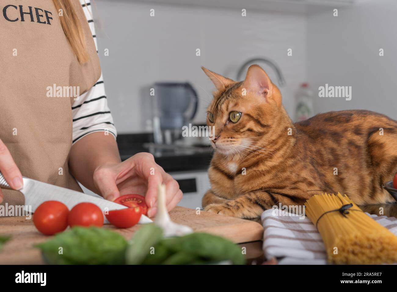 The cat and her owner prepare pasta with cherry tomatoes and basil. The ...