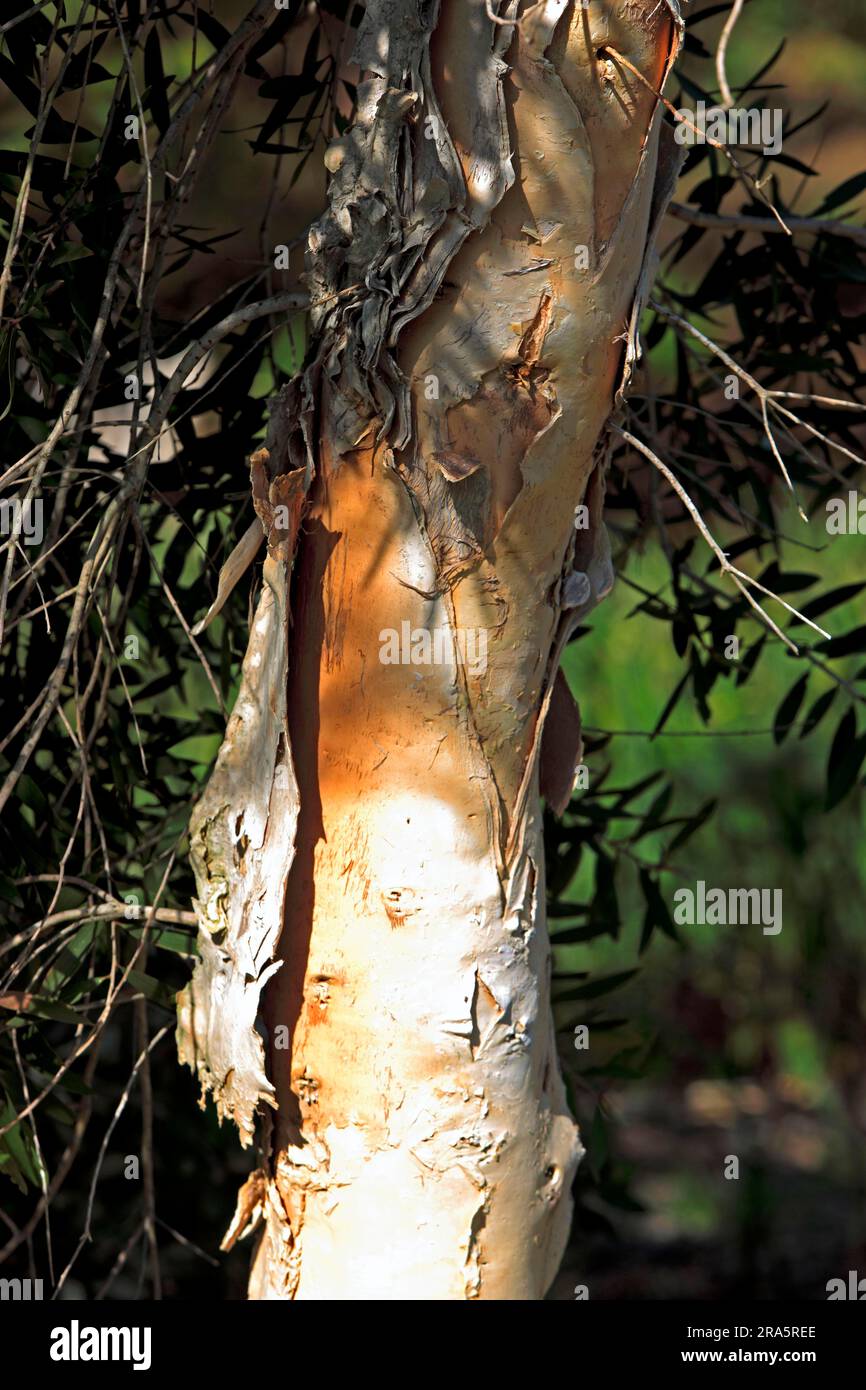 Tea-trees (Melaleuca), Australia Stock Photo - Alamy