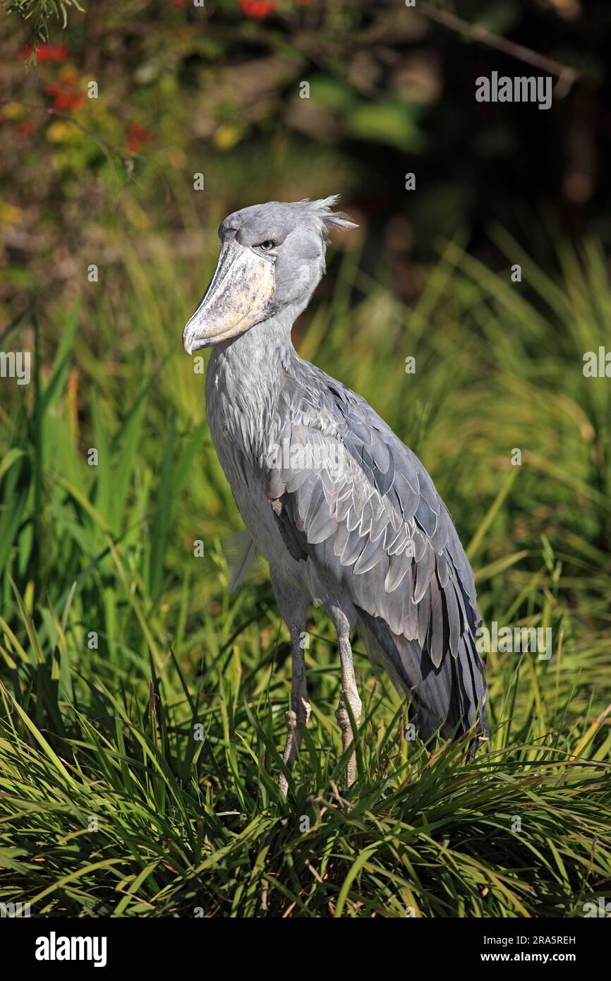 Shoebill (Balaeniceps rex), Whale-headed Stork Stock Photo - Alamy