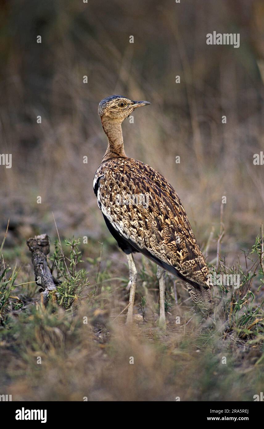 Red-crested Bustard, Kruger National Park, South Africa (Eupodotis ...