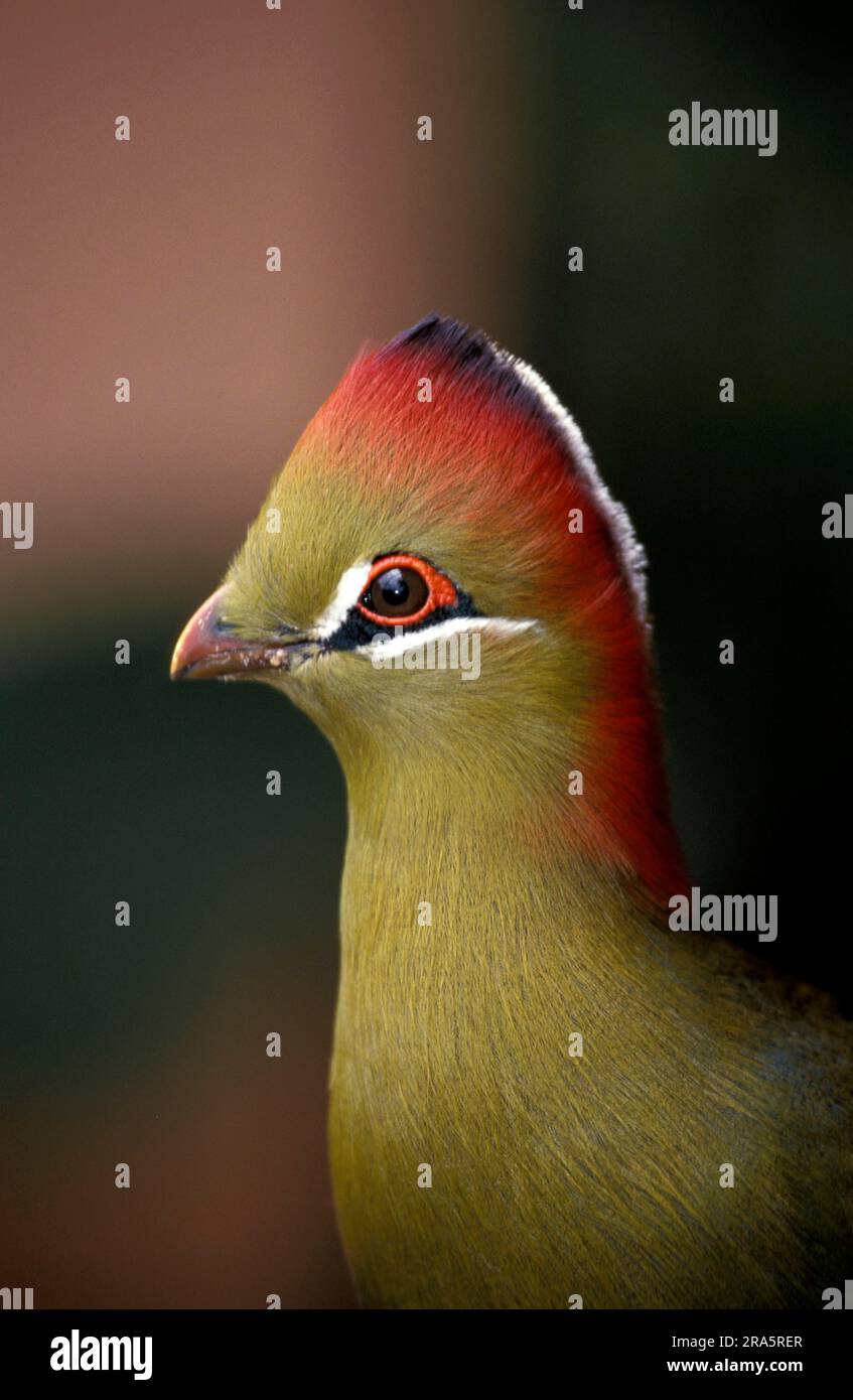 Fisherman's Turaco, fischer's turaco (Tauraco fischeri), side, profile ...