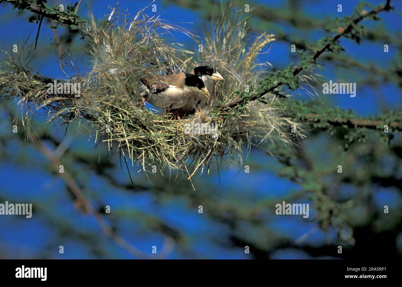 Black-headed sparrow, pair at nest, Samburu Game Reserve (Pseudonigrita ...