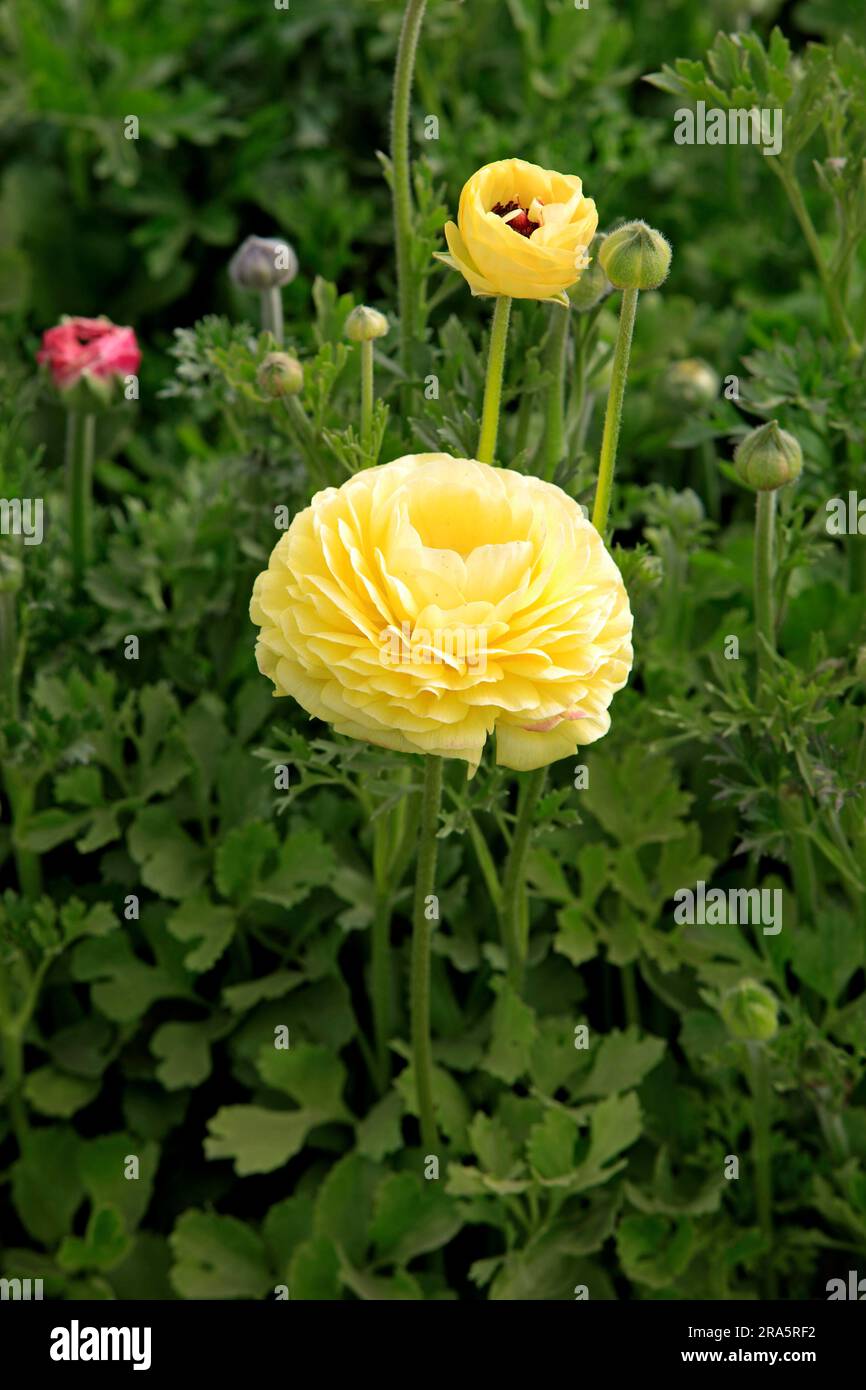 Persian Buttercup (Ranunculus asiaticus Stock Photo - Alamy