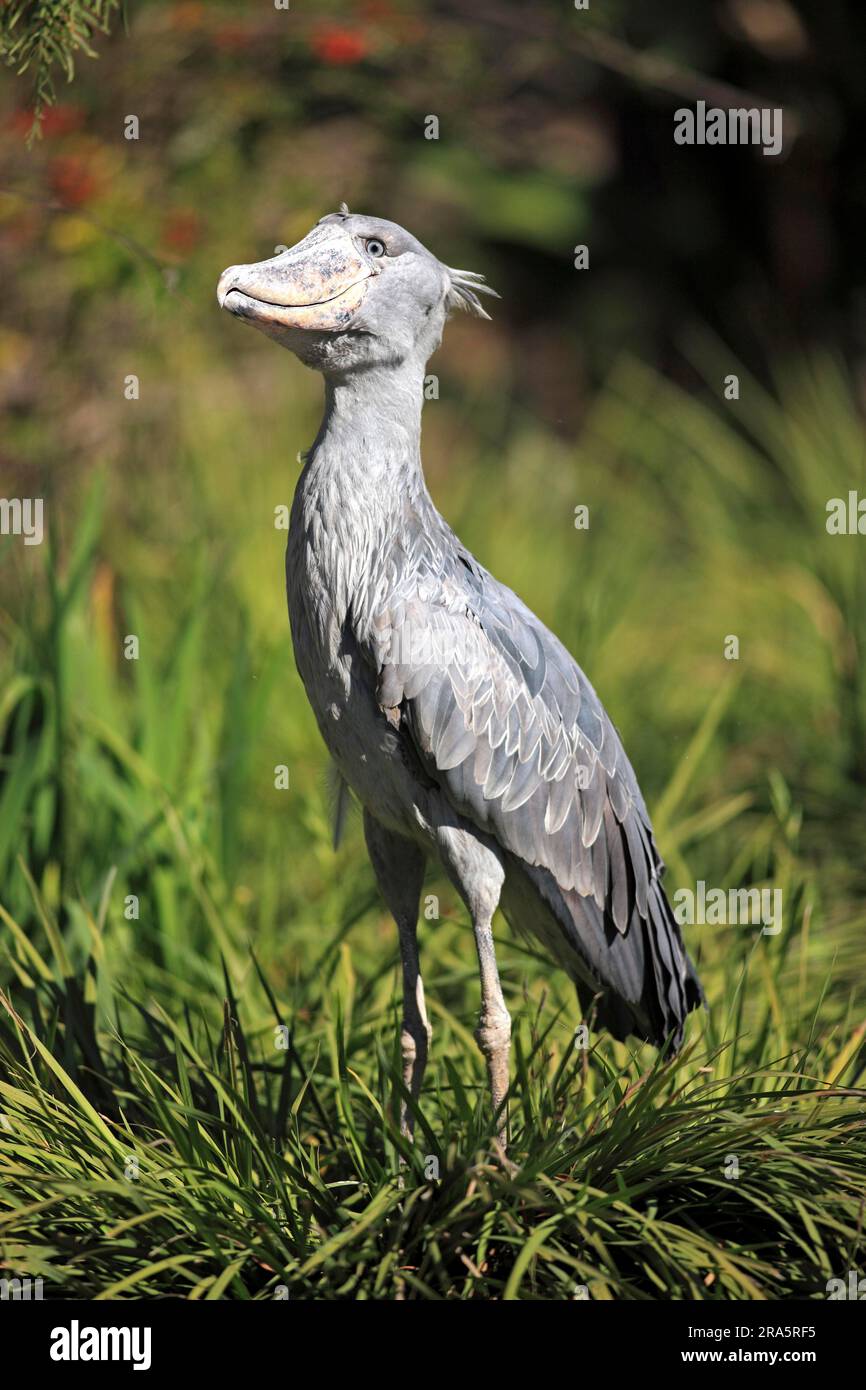 Shoebill (Balaeniceps rex), Whale-headed Stork Stock Photo - Alamy