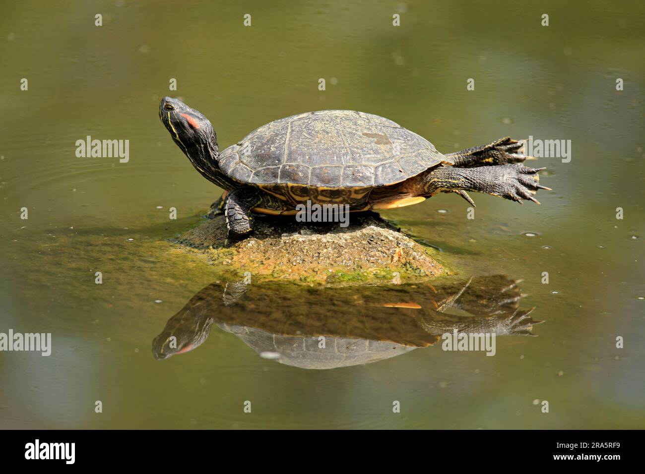 Red-eared slider (Trachemys scripta elegans) (Pseudemys scripta elegans ...