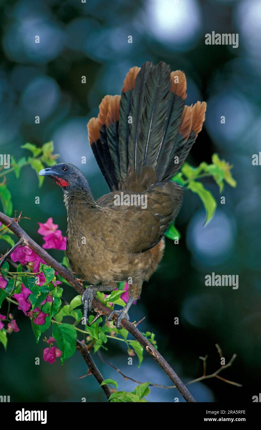 Red-vented Chachalaca, rufous-vented chachalaca (Ortalis ruficauda ...