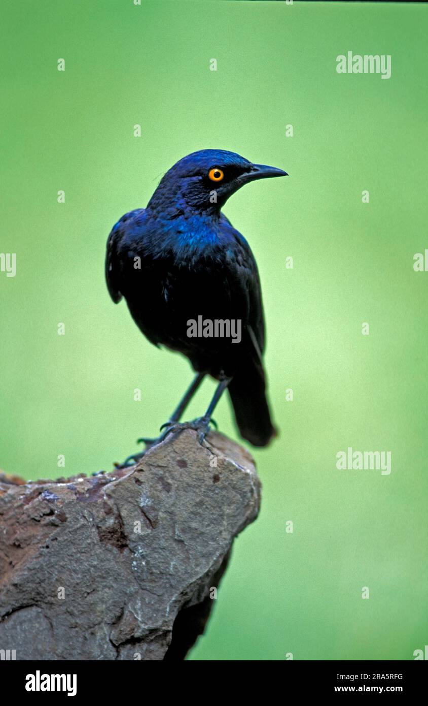 Cape starling (Lamprotornis nitens), Kruger National Park, South Africa ...