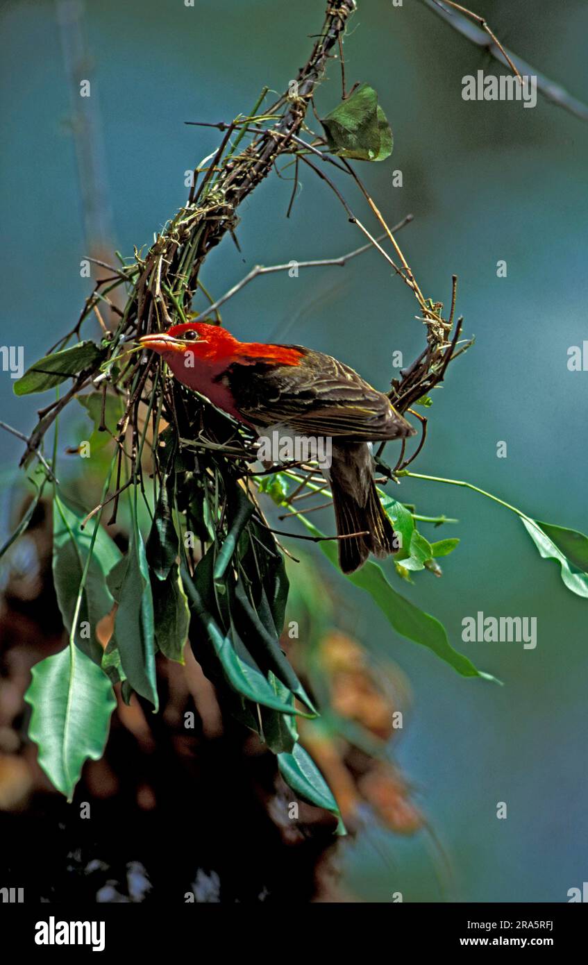 Red headed weaver hi-res stock photography and images - Alamy