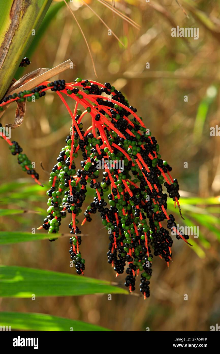 Cycas fruit hi-res stock photography and images - Alamy