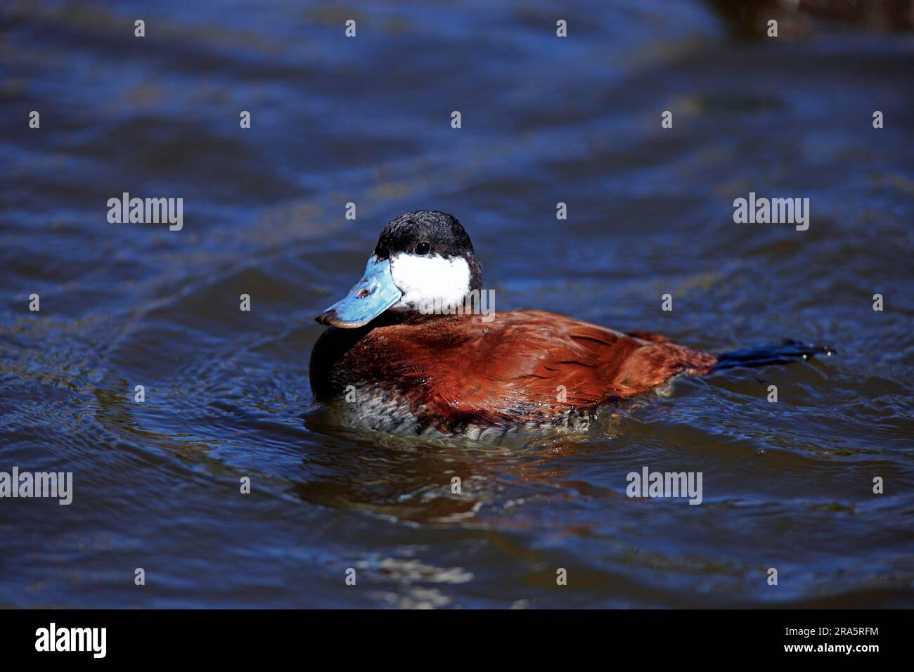 Tufted duck, male, ruddy duck (Oxyura jamaicensis), USA Stock Photo - Alamy