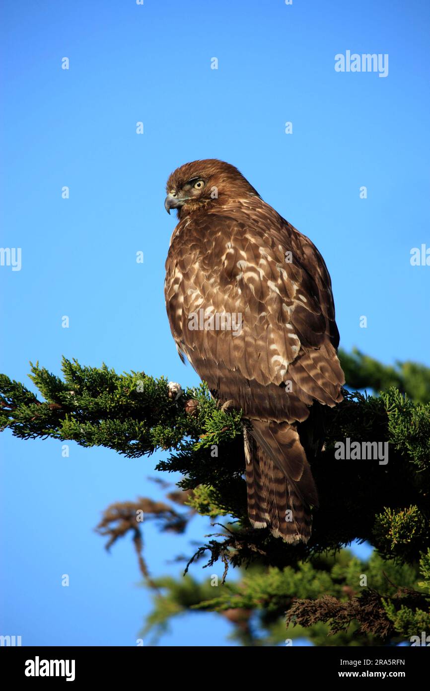 Red-tailed hawk (Buteo jamaicensis), California, USA Stock Photo - Alamy