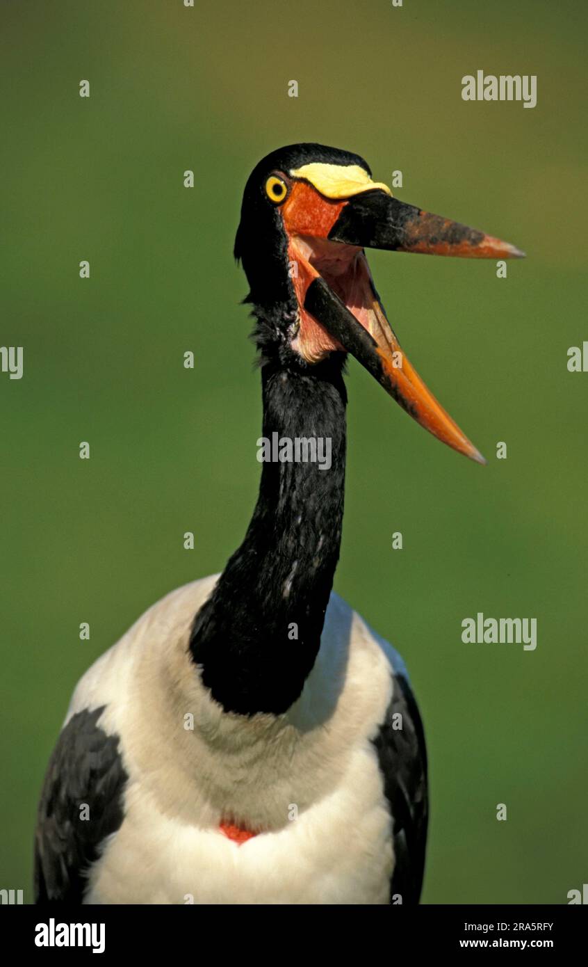 Saddle-bill Stork (Ephippiorhynchus senegalensis Stock Photo - Alamy