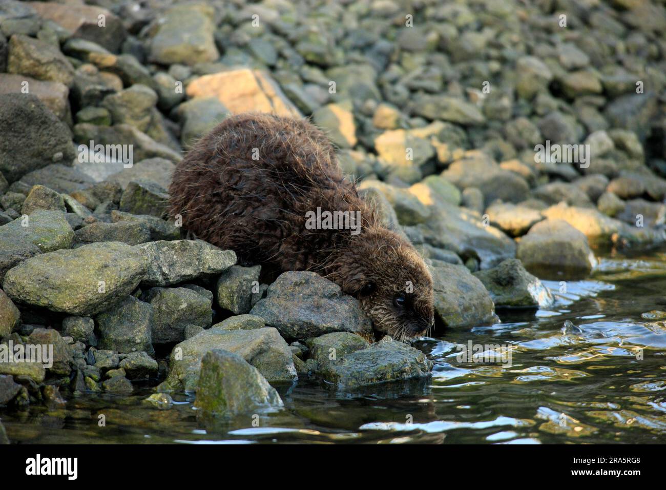 Sea otter (Enhydra lutris), juvenile, California, USA Stock Photo - Alamy