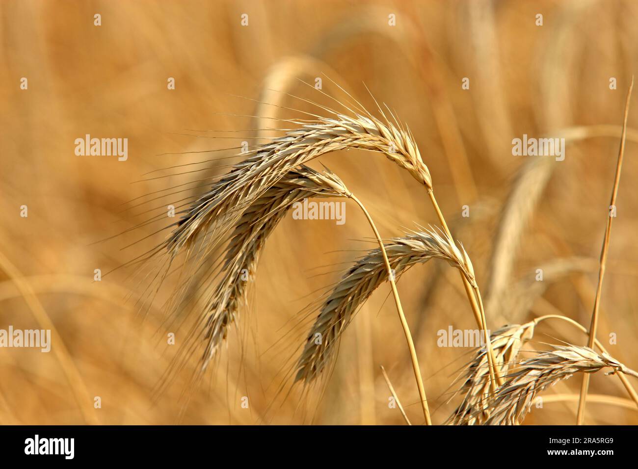 Rye (Secale cereale Stock Photo - Alamy