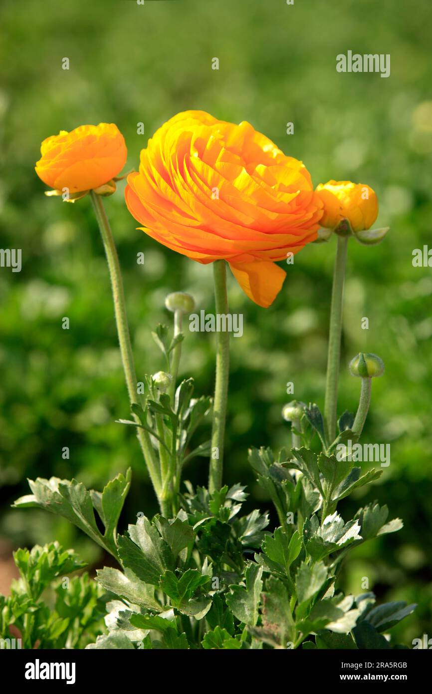 Persian Buttercup (Ranunculus asiaticus Stock Photo - Alamy