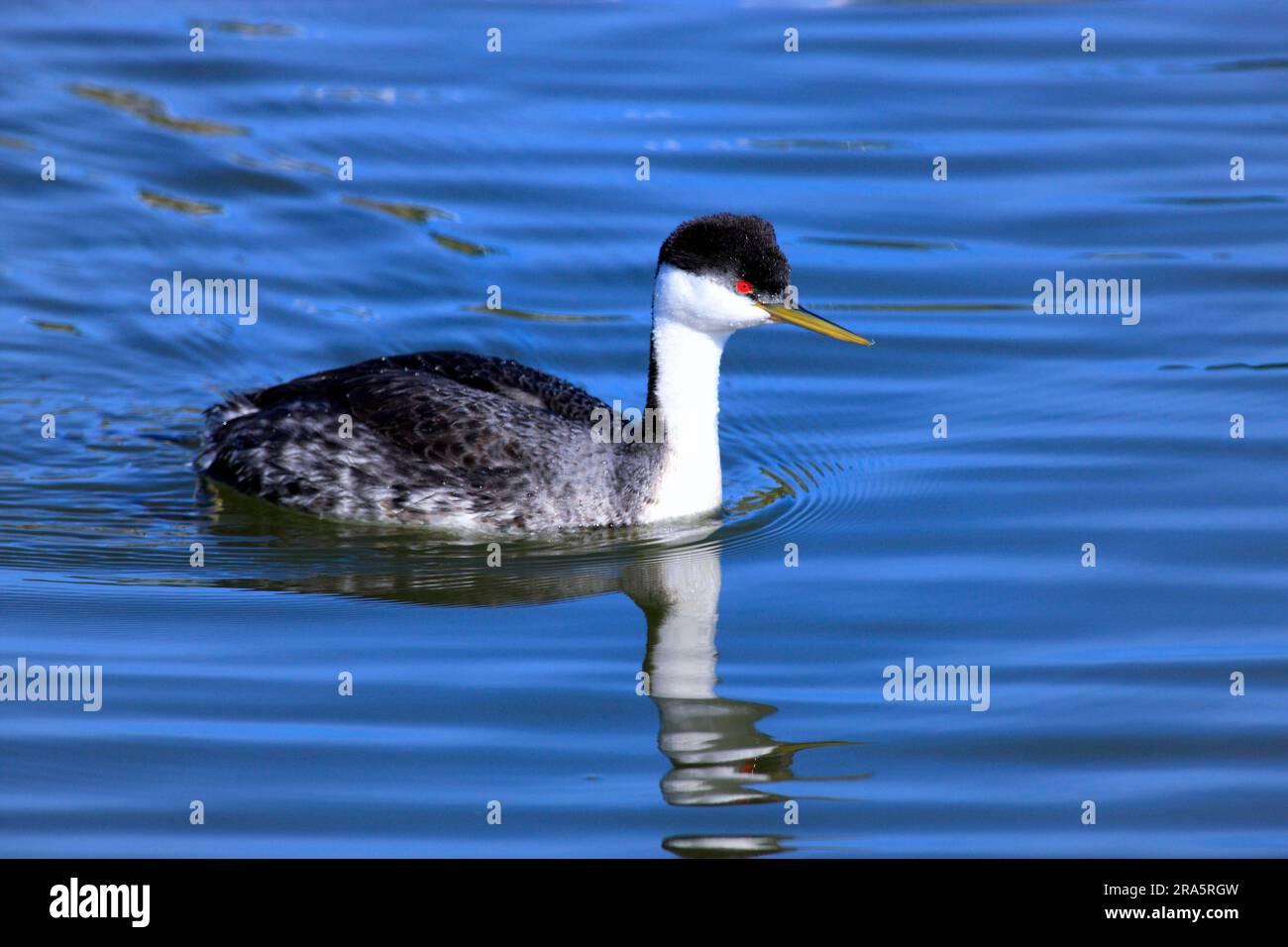 Western grebe (Aechmophorus occidentalis), California, grebe, USA Stock ...