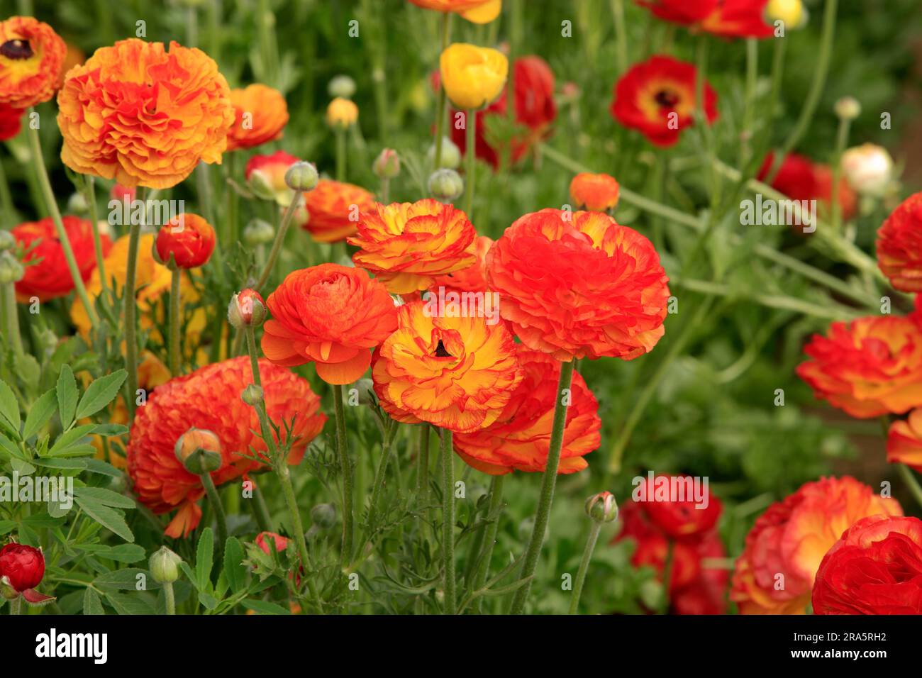 Persian Buttercup (Ranunculus asiaticus Stock Photo - Alamy