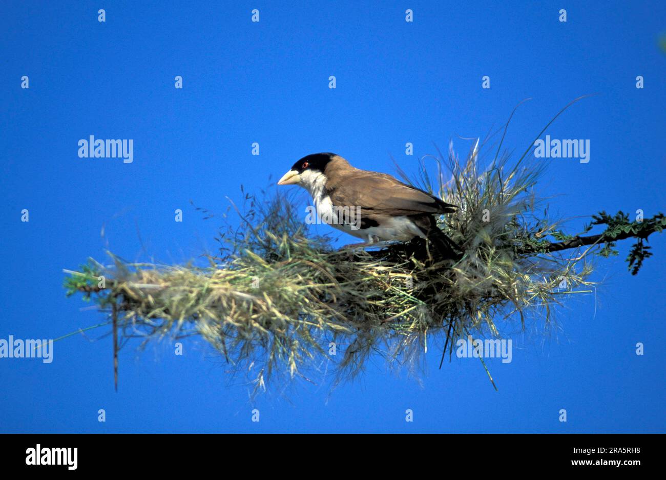 Black-headed sparrow, male building nest, Samburu Game Reserve ...