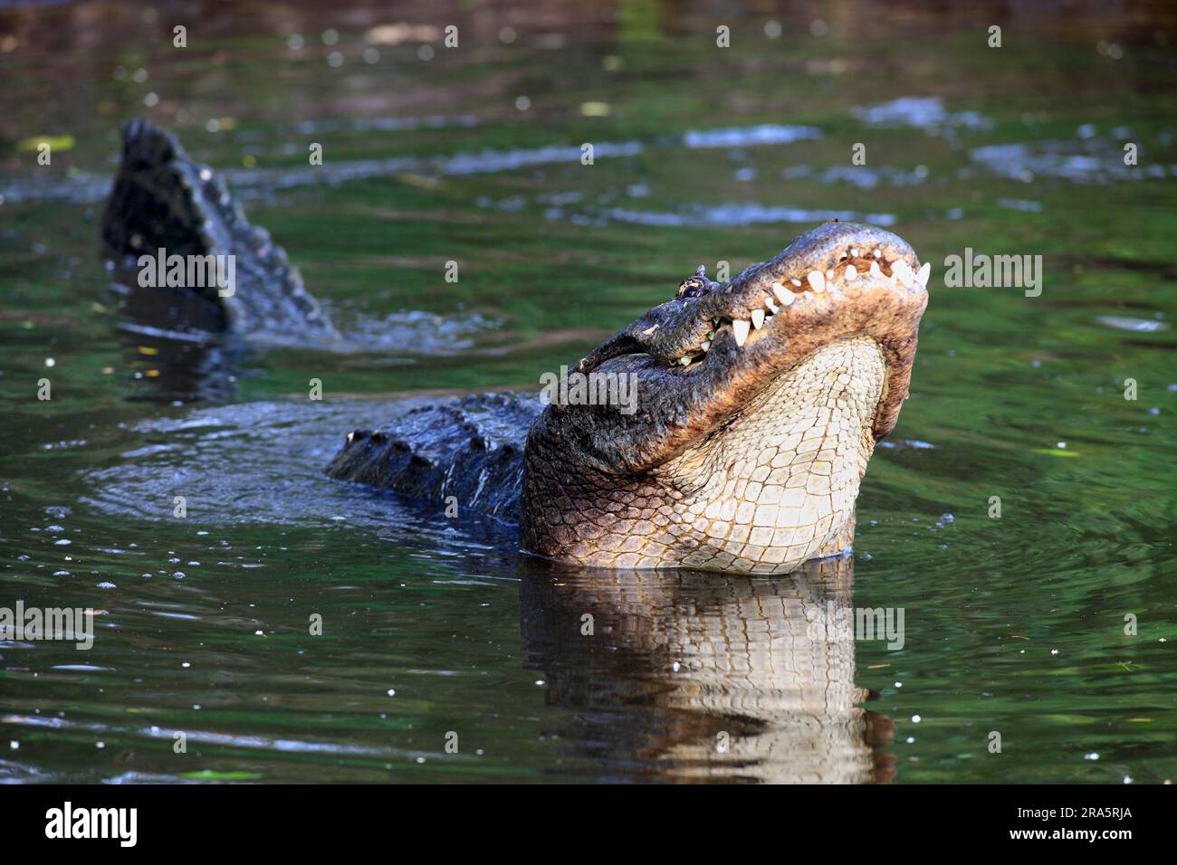 American alligator (Alligator mississippiensis), male, Florida, USA ...