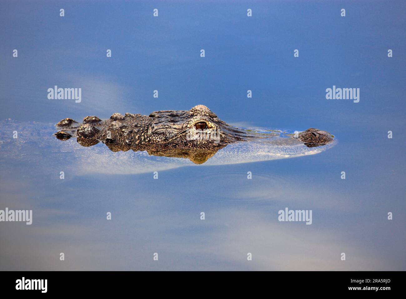 Mature american alligator hi-res stock photography and images - Alamy